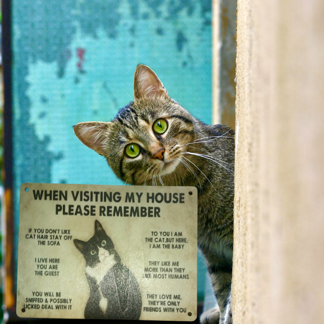 Cat Rules Sign - Fiberboard Wall Art – Cynefin